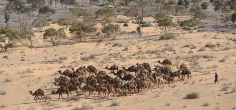 A new comprehensive rangeland management tool for dryland areas can ...